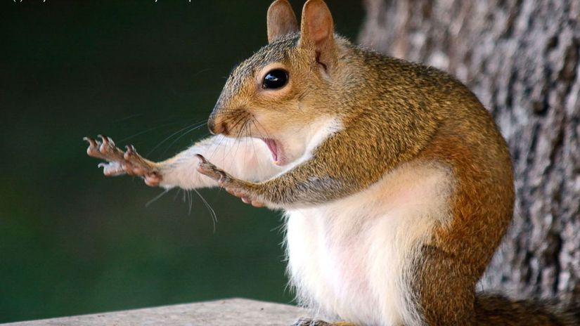 Aj príroda má zmysel pre humor. Pozrite si smiešne fotografie zvierat ...