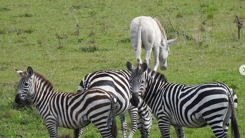 Po tanzánskych pláňach sa preháňa vzácna albínska zebra bez pruhov ...
