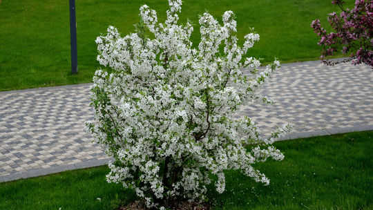 Ktoré kvitnúce stromy sú vhodné do malej záhrady? Vyzerajú krásne po ...