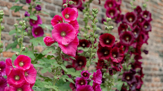 Rastlina do koča aj do voza: V lete pekne kvitne, v zime z nej uvaríte ...
