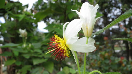 Hustý vždyzelený ker čo rýchlo rastie, čistí vzduch v miestnosti a ...