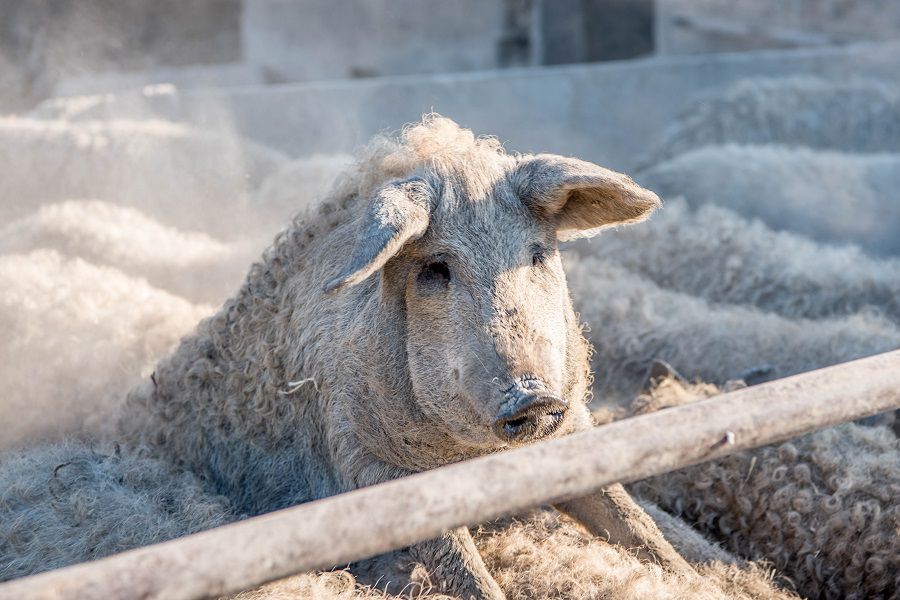 Ako sa chová mangalica, ktorej mäso sa rozplýva na jazyku - Obchod a ...