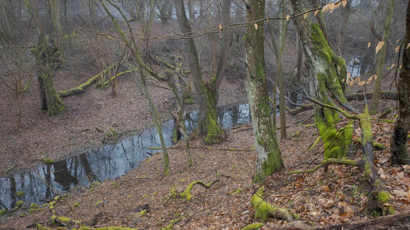 Pre riziko vyvrátenia stromov Bratislava neodporúča návštevu mestských ...