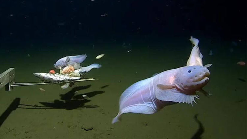 Hlbokomorské ryby sa tlaku, temnote a chladu prispôsobili na bunkovej ...