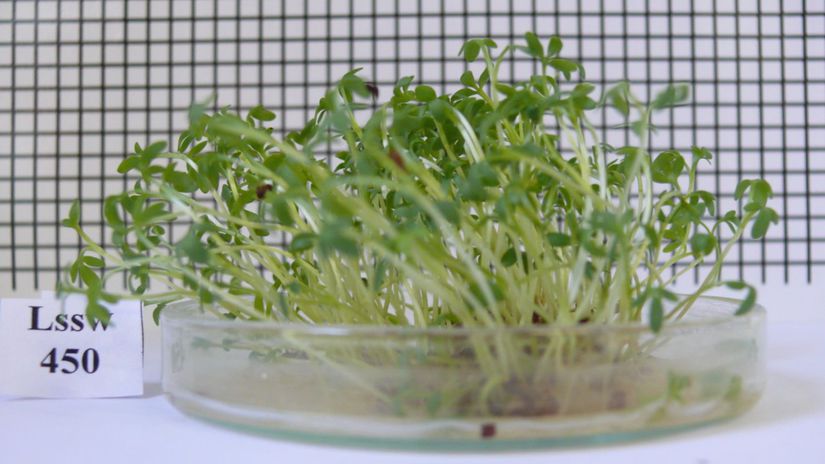 Výskum potvrdil pozitívny vplyv aktivovanej vody na rastliny - Zem ...