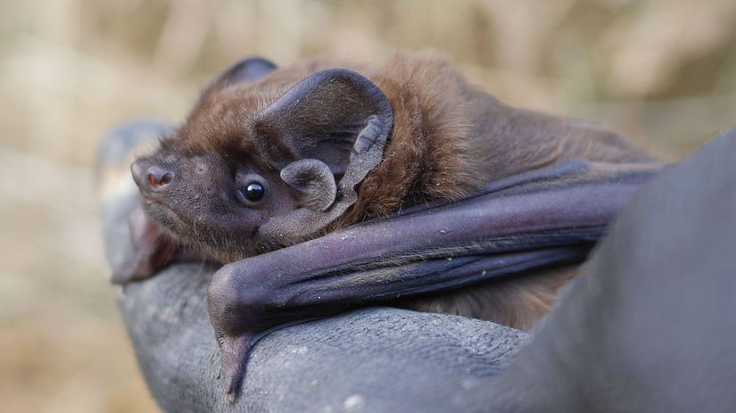Najzáhadnejší netopier Európy priletel na Slovensko - Reportáž - Žurnál ...