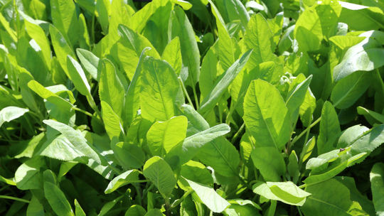 Objavte zabudnutú rastlinu: Vôňou a chuťou pripomína mätu, jej listy sa ...