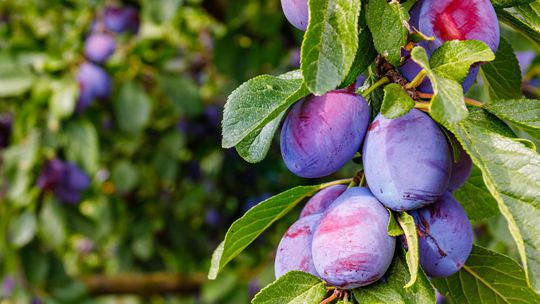Ideálne na víkend: 9x ovocné koláče. Také dobré, že sa oplatí upiecť ...