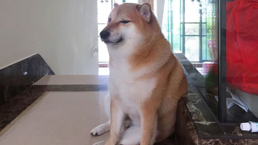 Zomrel ikonický pes Balltze. Inšpiroval mnoho vtipov i paródiu na kryptomeny - Svet - Správy ...