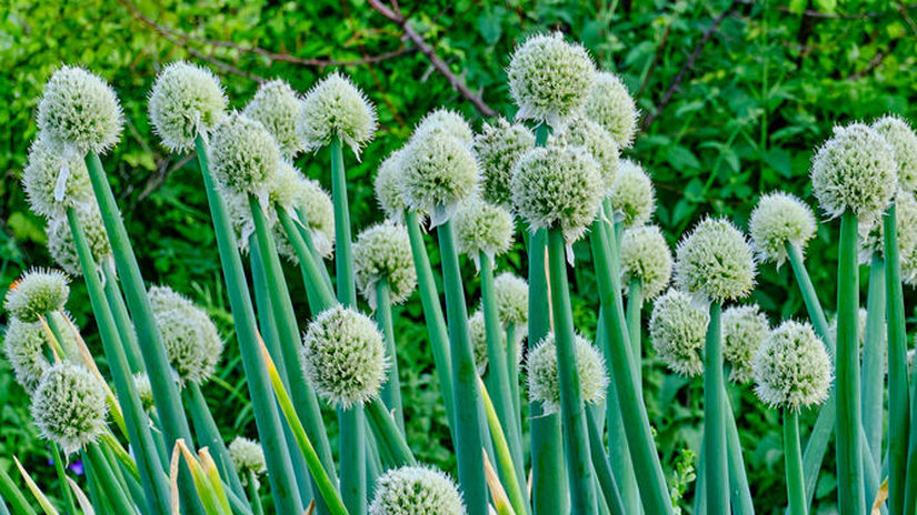 Cibuľa zimná – trvalka, ktorá vás zásobí čerstvou vňaťou po celý rok ...