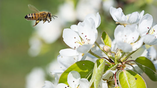 Stromy sa zbláznili: Rozkvitli v jeseni a vystrašili záhradkárov. Tí sa ...