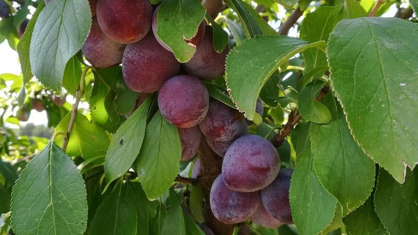 Slivky veľké ako slepačie vajíčka, sladšie než med, nenáročné a bohato ...