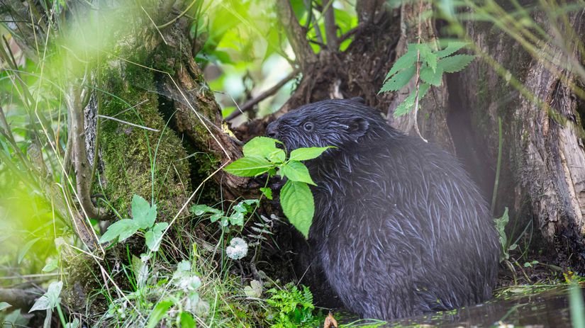 Nezabíjaj bobra, nezachrániš strom! Prídeš o vodu - Reportáž - Žurnál ...
