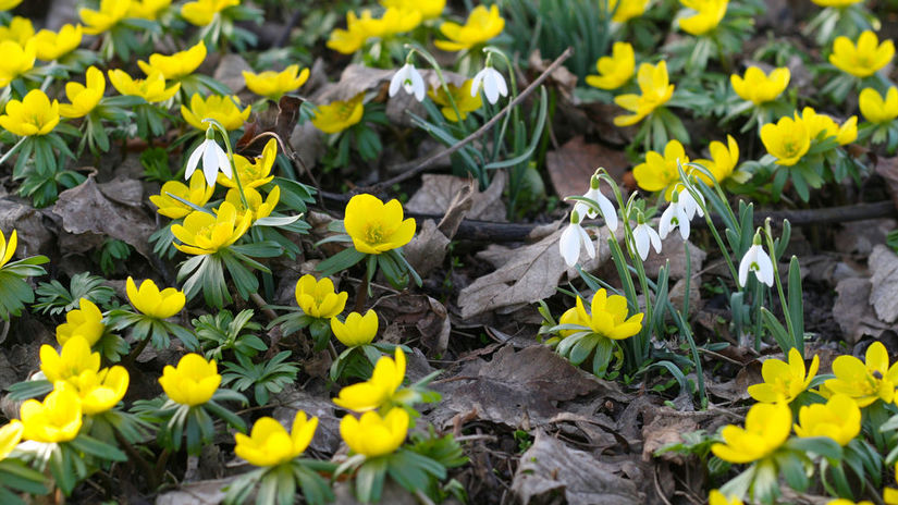 Už vo februári krášli predzáhradky, no v prírode od neho dajte ruky ...