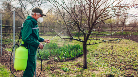 Spravte si jasno v predjarnom postreku ovocín: Kedy je preň správny čas ...
