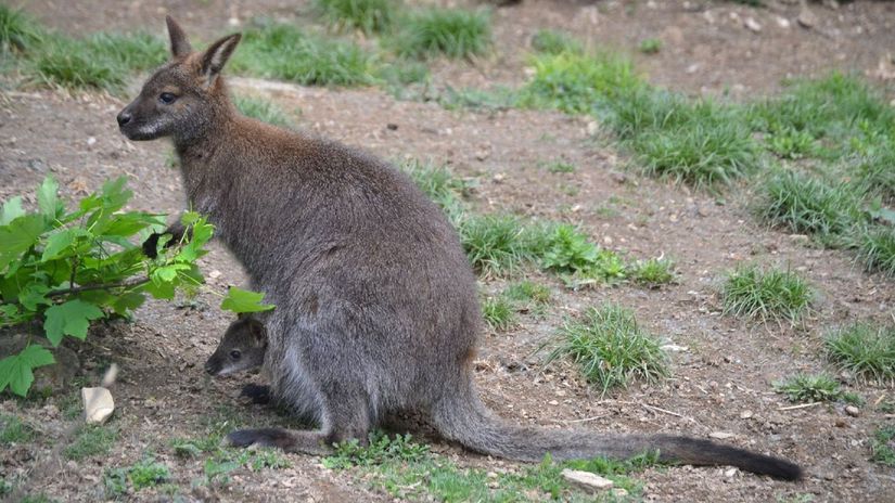 Kengura na Liptove má tuhý korienok. Slobodu si užívala aj v zime ...