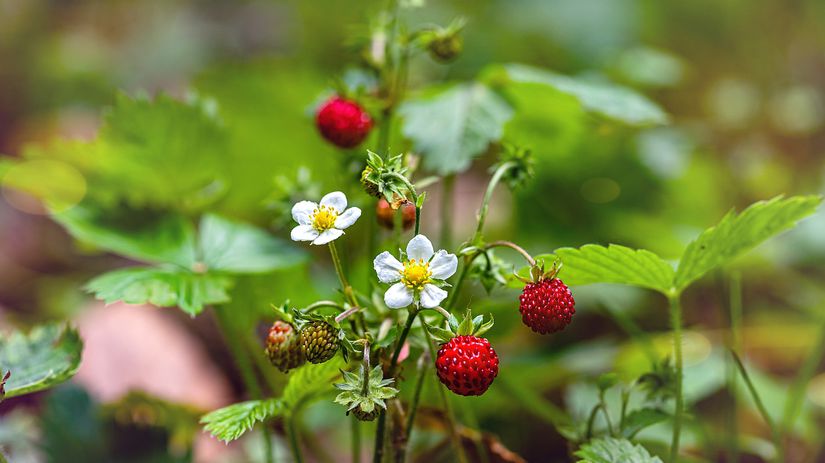Vôňa drobných plodov je omamná, ale svoje benefity ponúkajú aj lístky ...