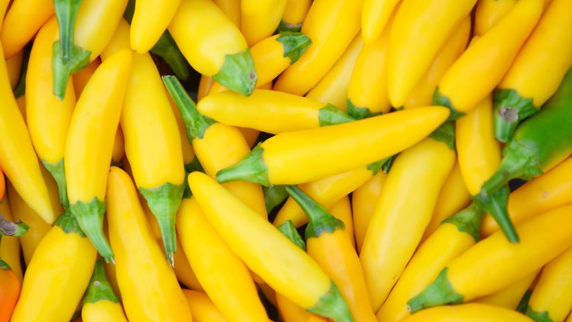 Praktický sprievodca sušením čili papričiek: tradičné postupy, moderné ...