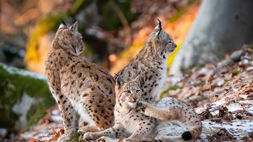 Nakrútili zviera, ktoré sa nedá nafilmovať - Reportáž - Žurnál - Pravda