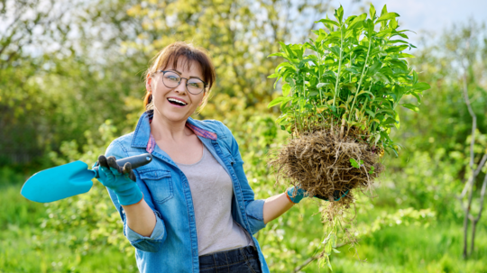 Jarné delenie trvaliek: Vyhnite sa 3 chybám, ktoré môžu rastliny ...