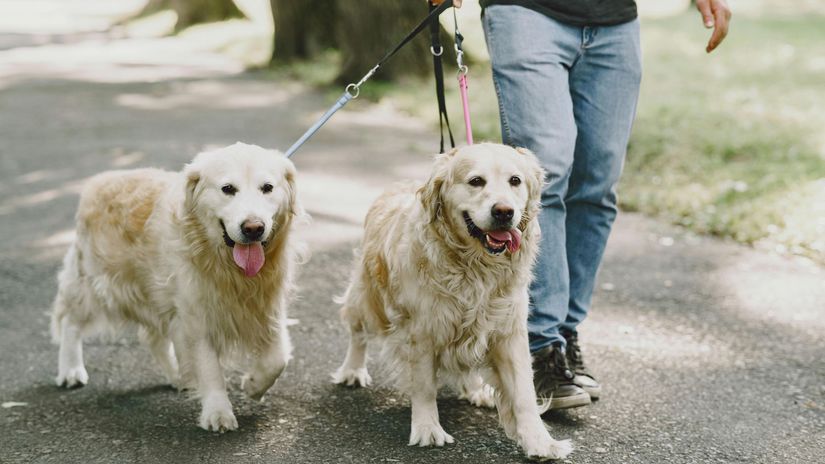 Cestovanie s domácim miláčikom po EÚ má jasné pravidlá. Bez týchto ...