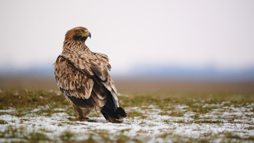 Pri Galante ho otrávili jedom na potkany, no prežil. Po roku prišla ...