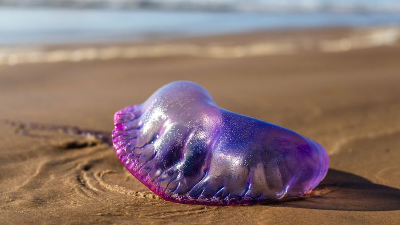 Jedovaté medúzy donútili úrady zatvoriť európske pláže. Ich jed môže ...