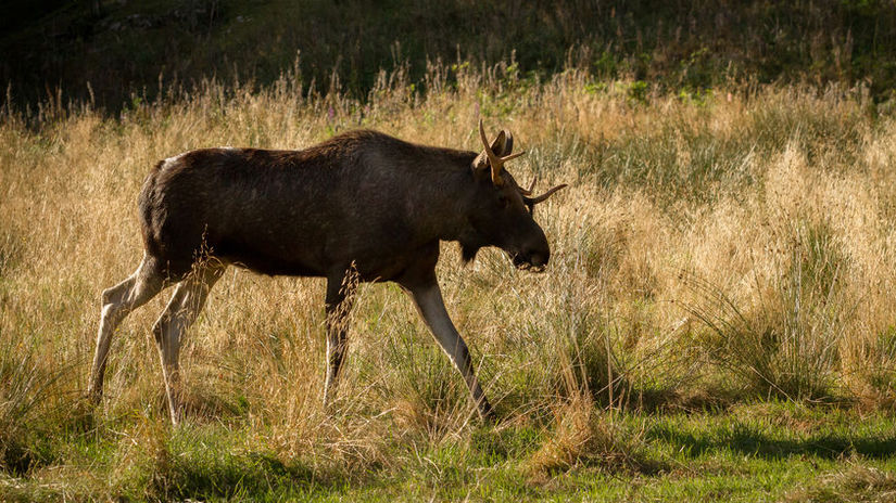 Celebrita tohto leta, los Emil, doputoval na Slovensko. Takto ho vítali ...