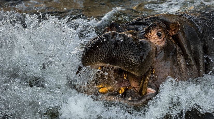 Hroch prevrátil loďku v Pobreží Slonoviny, 11 ľudí je nezvestných ...