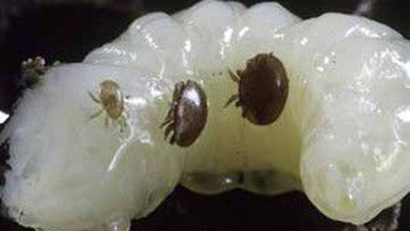 Smrteľnejší než klieštik včelí a bez účinnej liečby: Nový parazit sa ...