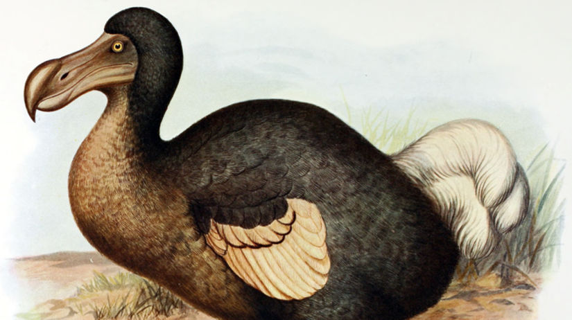 Vráti sa vták dodo? Vedci urobili kľúčový krok k jeho znovuzrodeniu ...