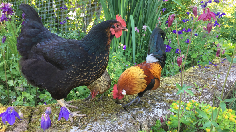 Záhrada so sliepkami: výhody, nevýhody a tipy, ako ich zapojiť do práce ...