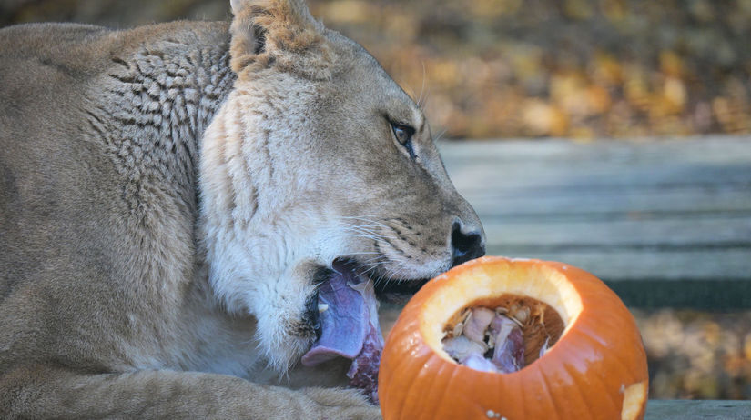 Bratislavská zoo má novú obyvateľku. Levica Leia má vytvoriť pár so ...