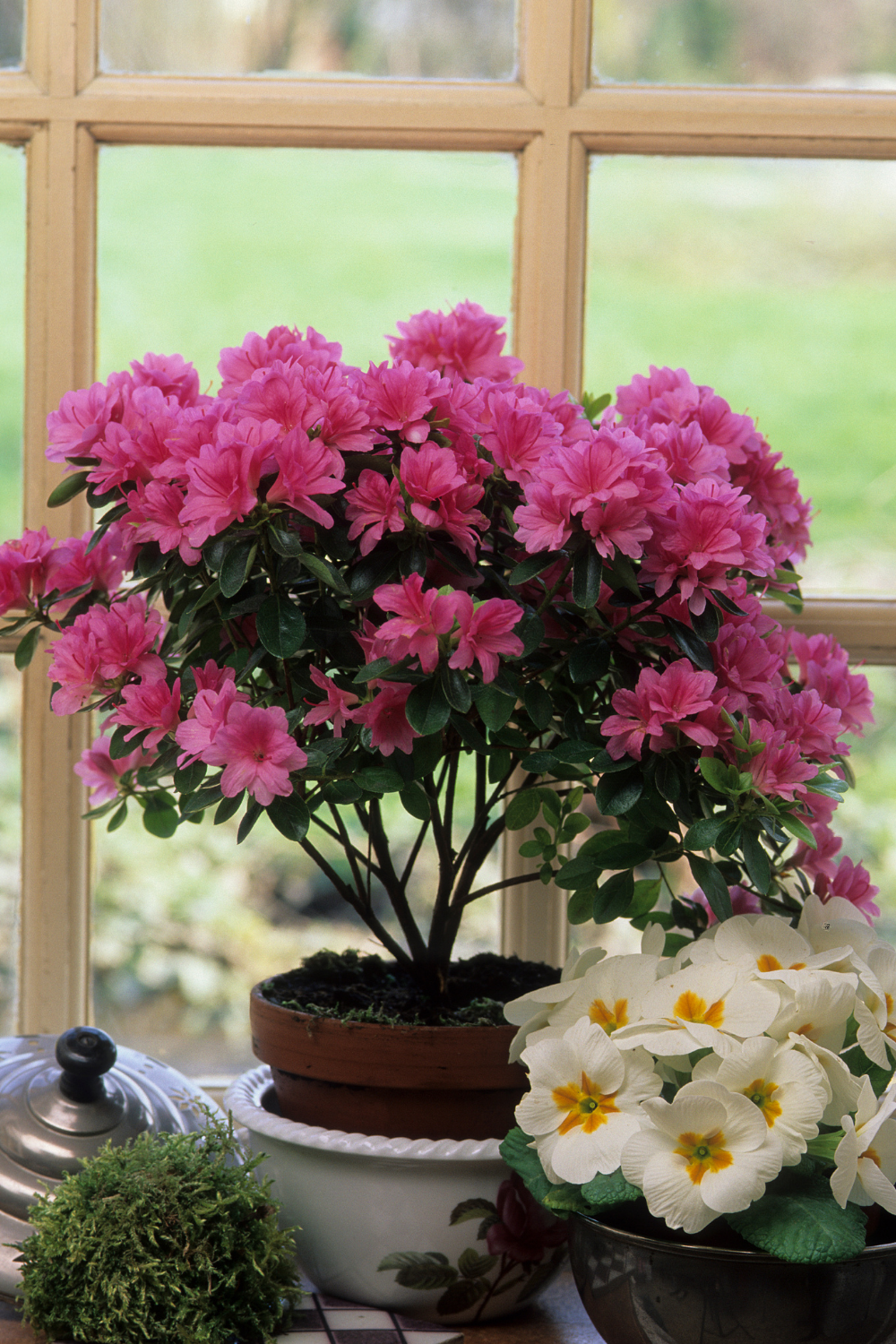 Chcete, aby izbová azalka kvitla celé mesiace? Jedna chyba ju dokáže zničiť už za pár dní ...