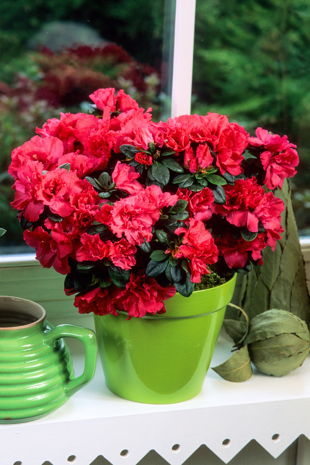 Chcete, aby izbová azalka kvitla celé mesiace? Jedna chyba ju dokáže zničiť už za pár dní ...